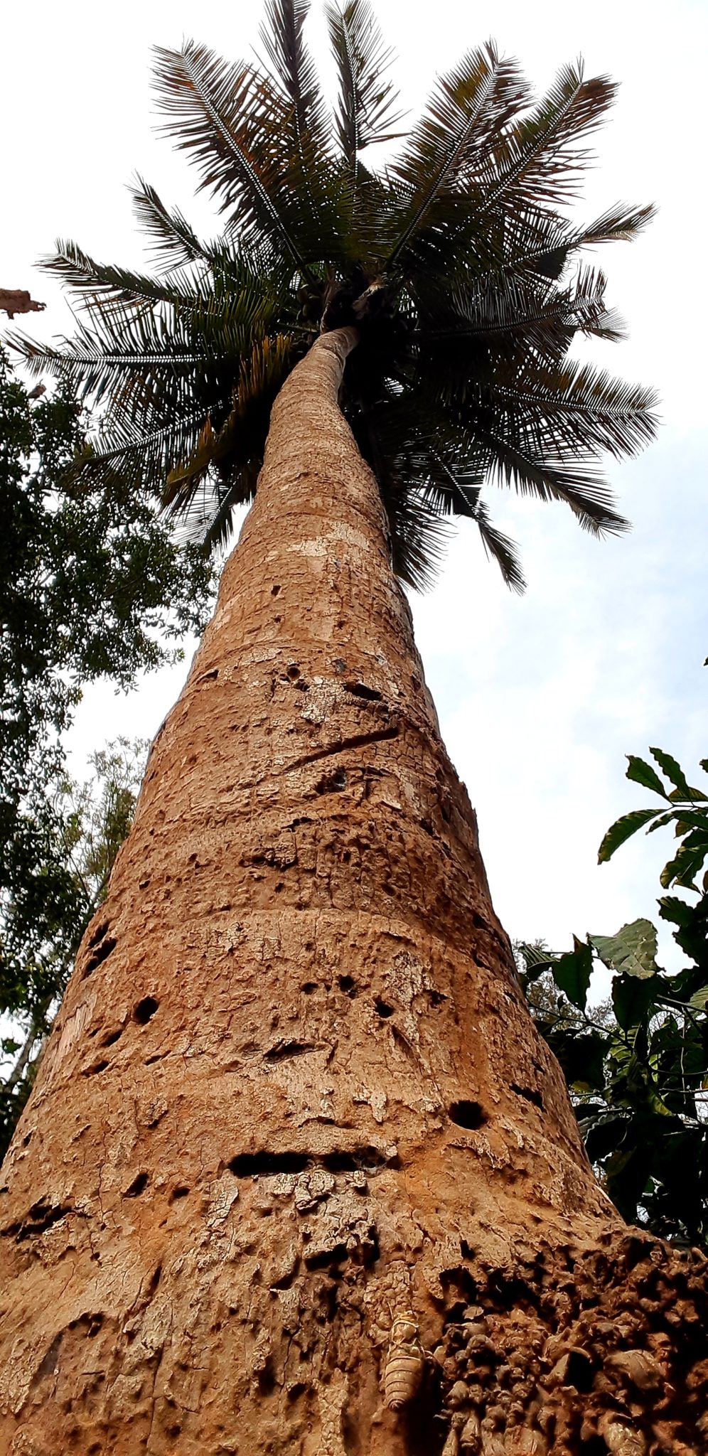 Coconut tree – Onan Coffee & Tea