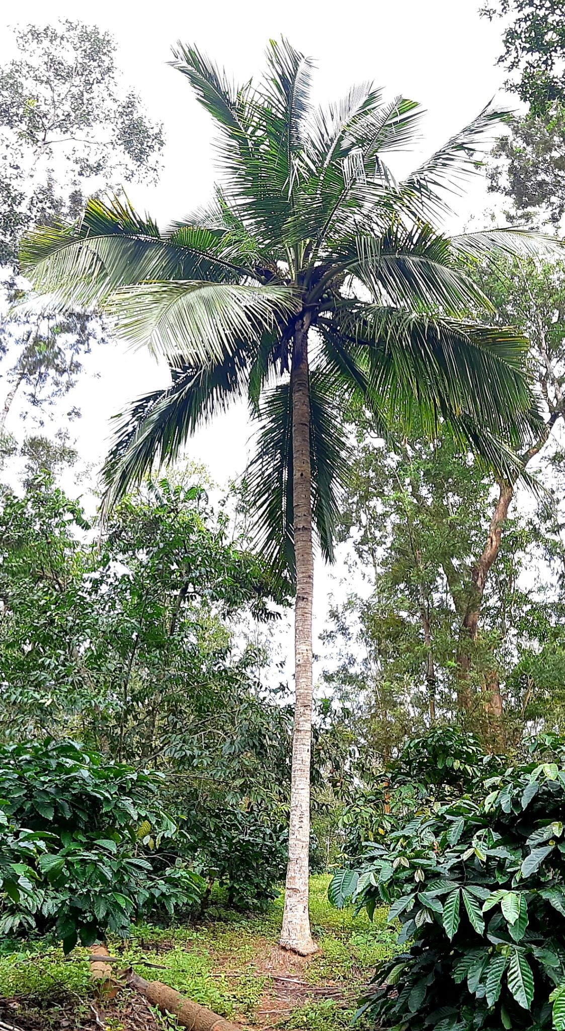 Little coconut – Onan Coffee & Tea