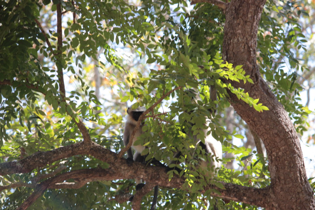 Tree with monkey – Onan Coffee & Tea