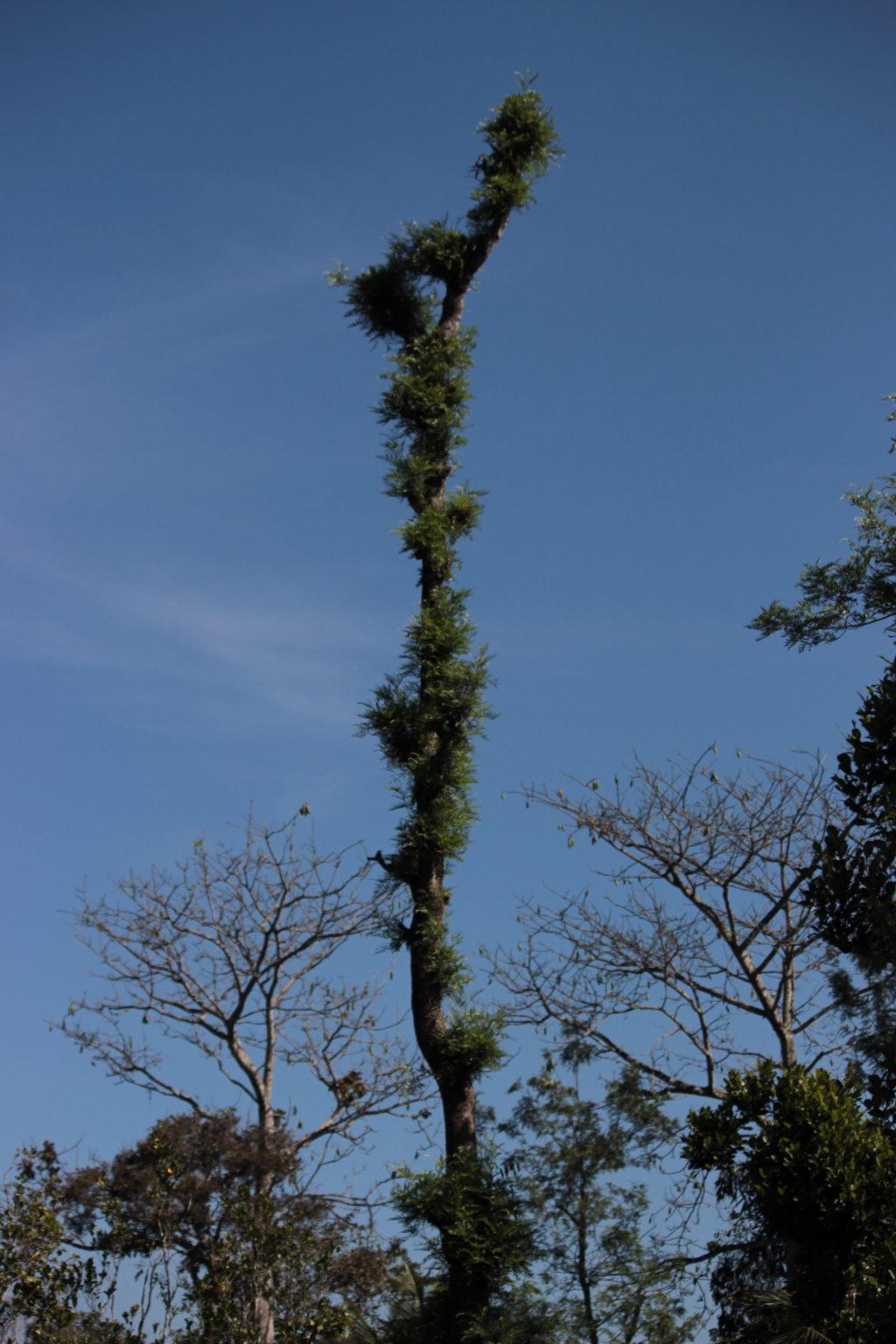 Tall tree – Onan Coffee & Tea