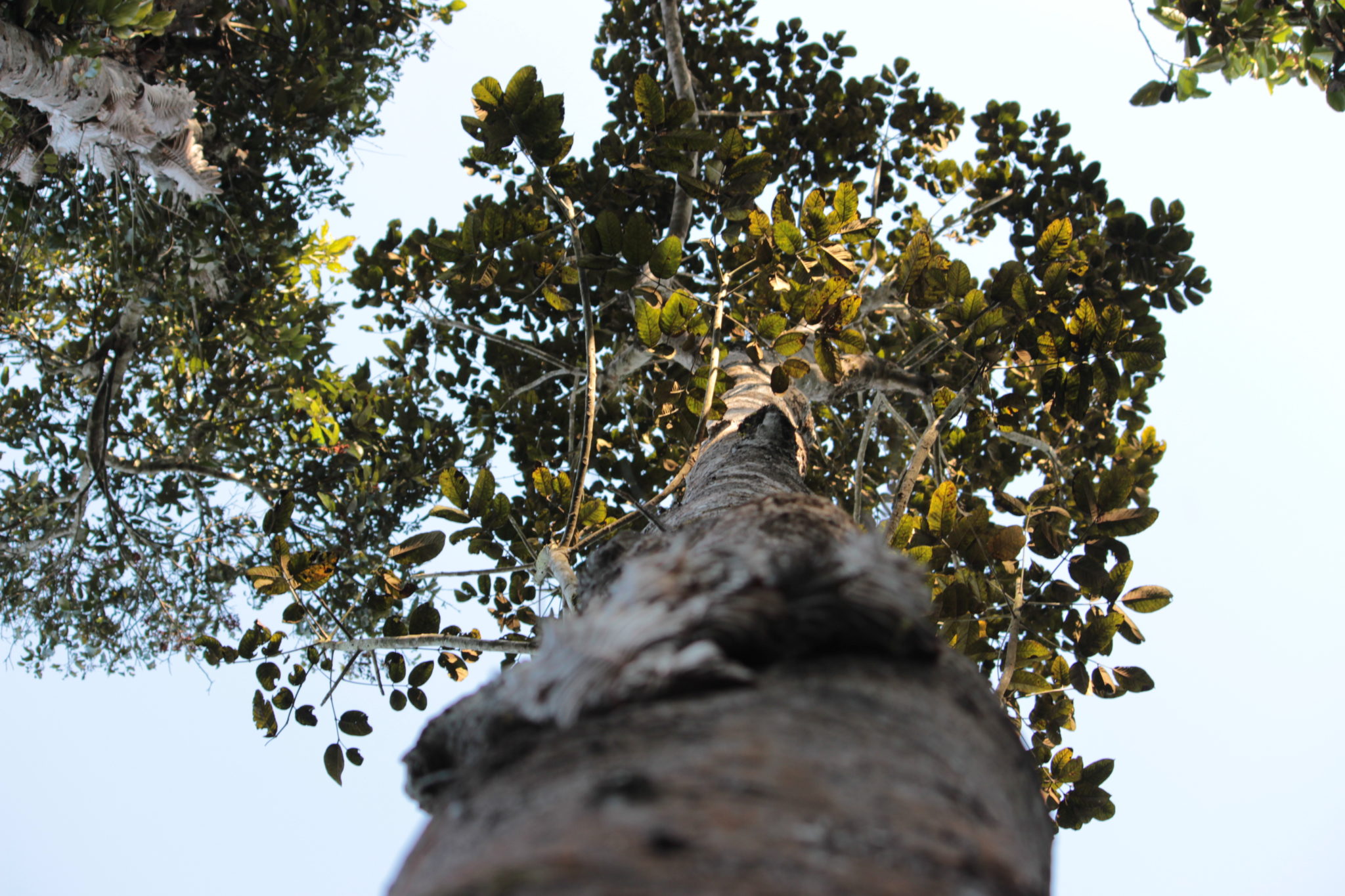 Tree leaf top – Onan Coffee & Tea