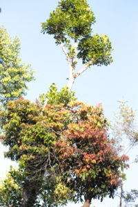 Gangu's tree – Onan Coffee & Tea