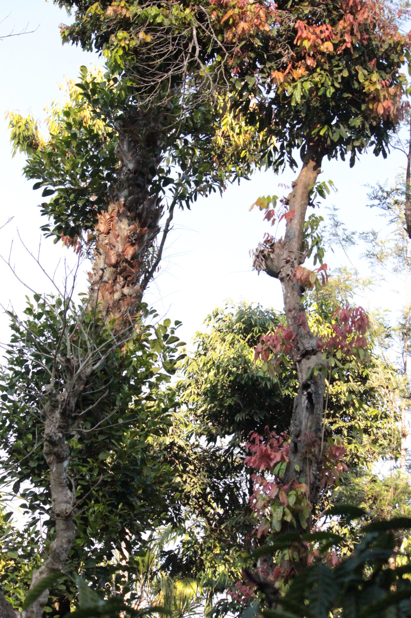 Tree duo – Onan Coffee & Tea