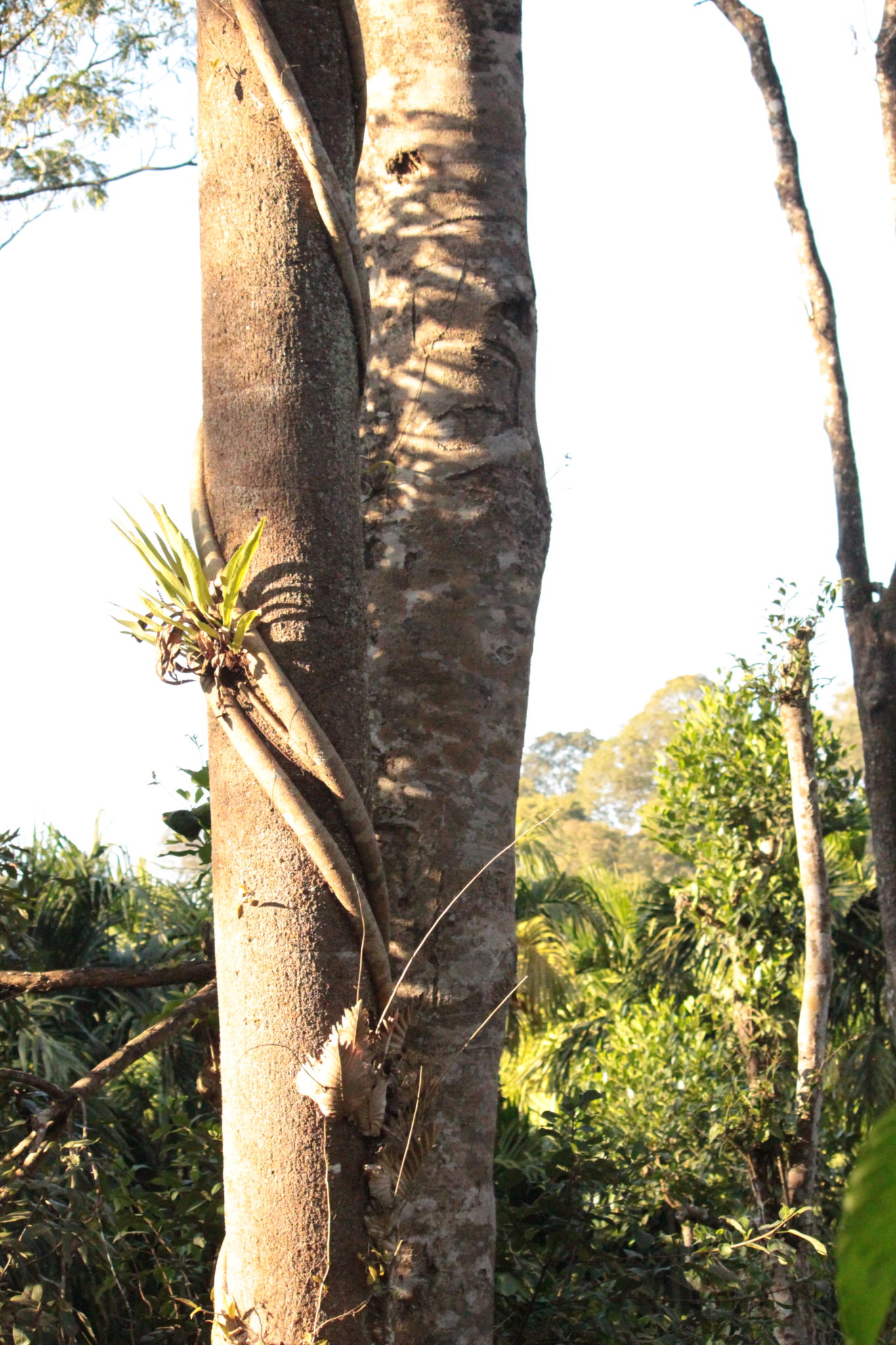 Tree with orchid – Onan Coffee & Tea