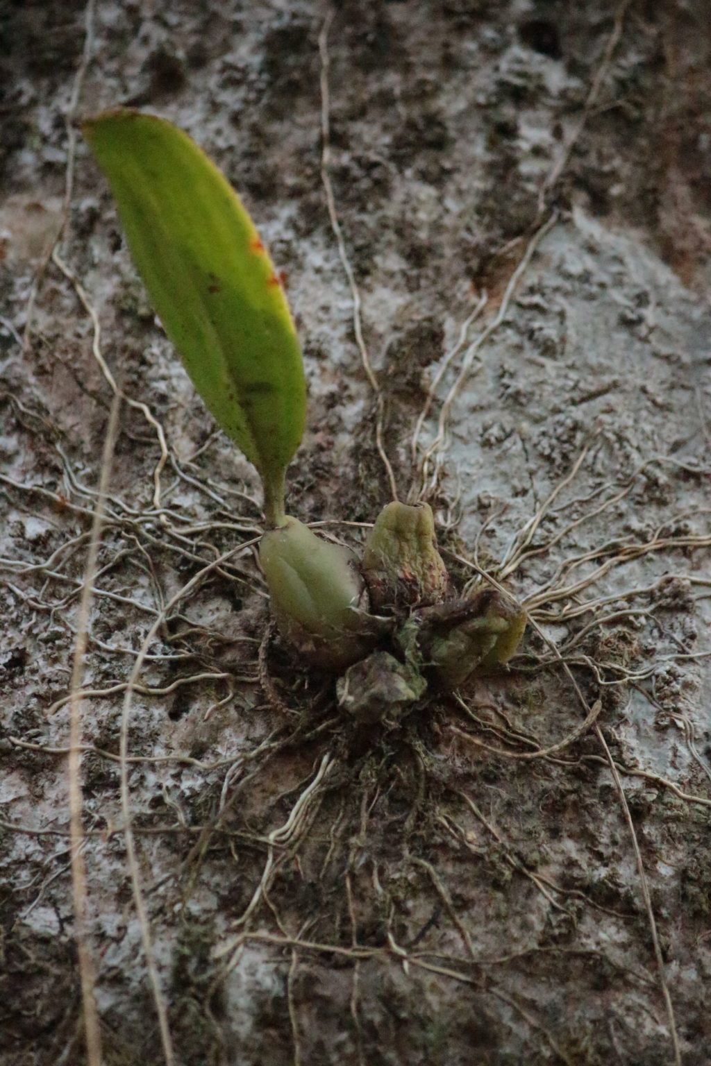 Orchid on tree – Onan Coffee & Tea