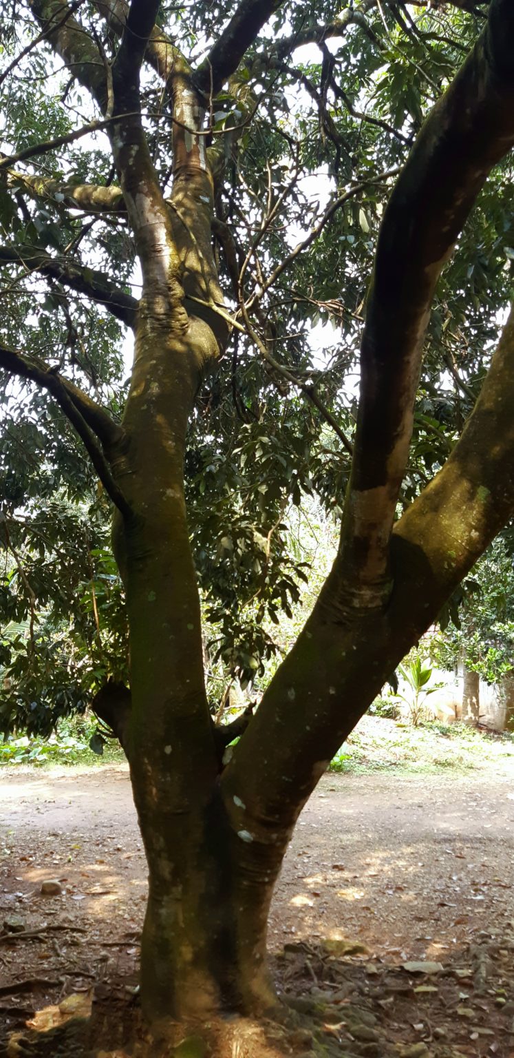 Lychee tree – Onan Coffee & Tea